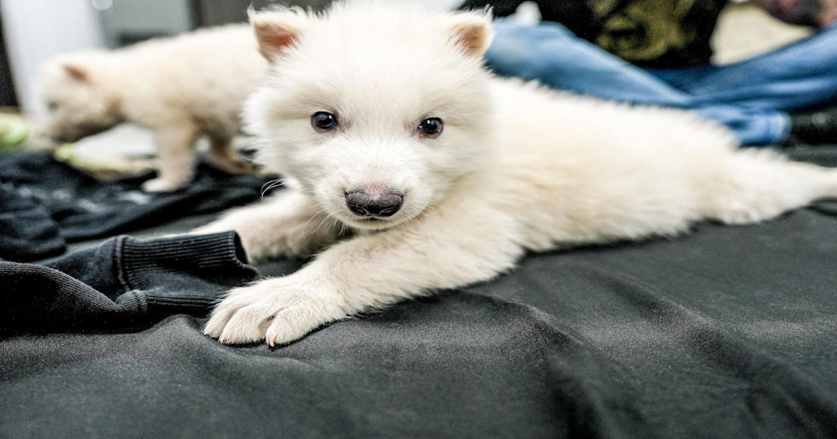 What are dire wolves? Extinct wolf popularized on 'Game of Thrones ...